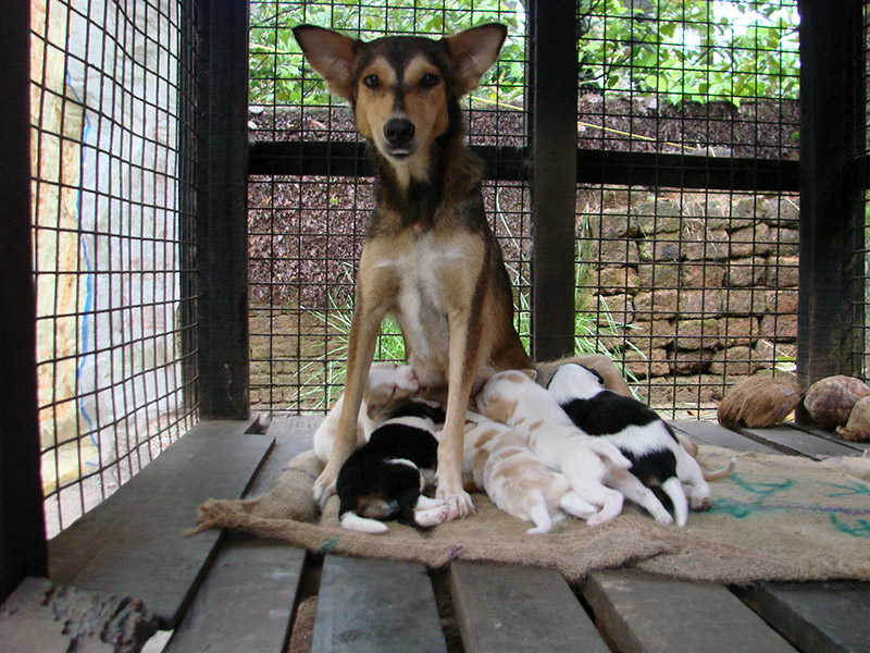 Oriana Pets Hostel - Kochi, Kerala